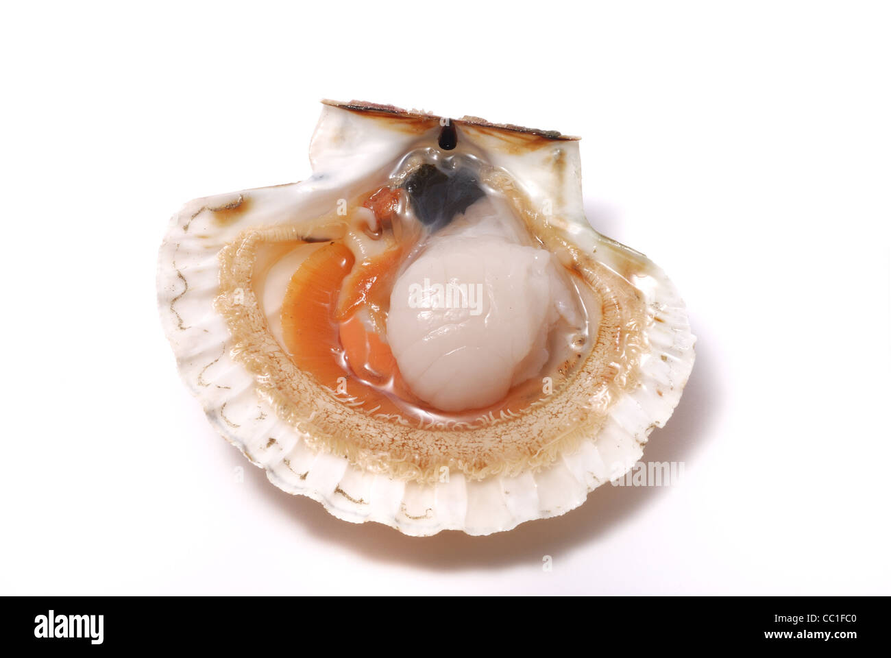 Scallop hi-res stock photography and images - Alamy