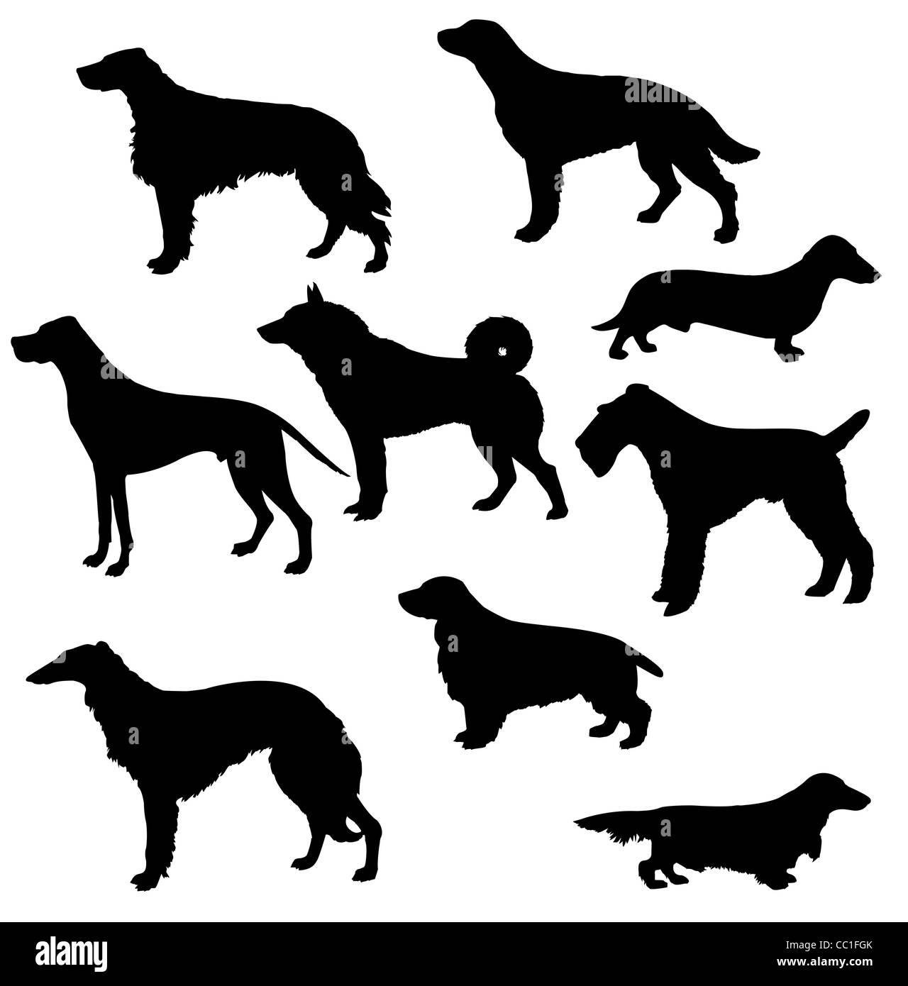 silhouettes of the sorts hunt dogs on white background Stock Photo - Alamy