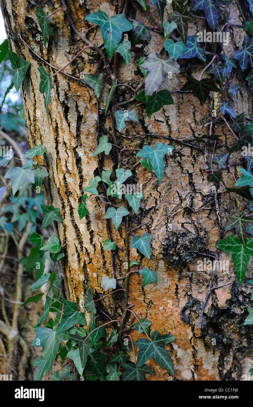 Climbing ivy hi-res stock photography and images - Alamy