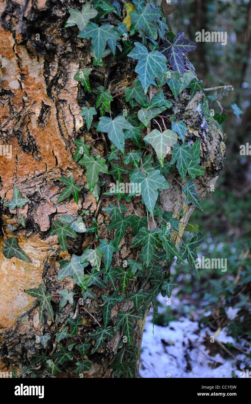 Climbing ivy hi-res stock photography and images - Alamy