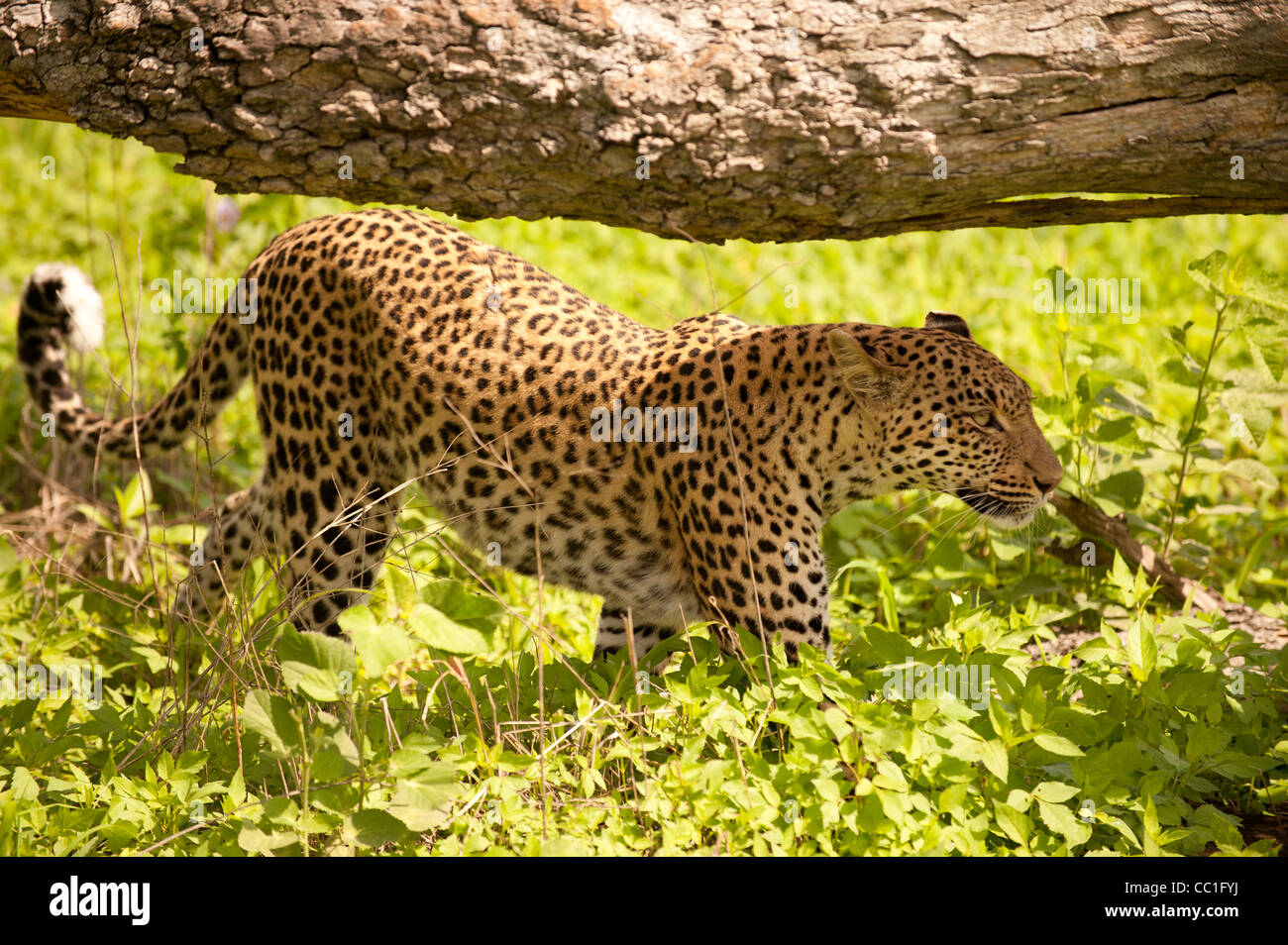 Leopard walking under a tree Stock Photo - Alamy