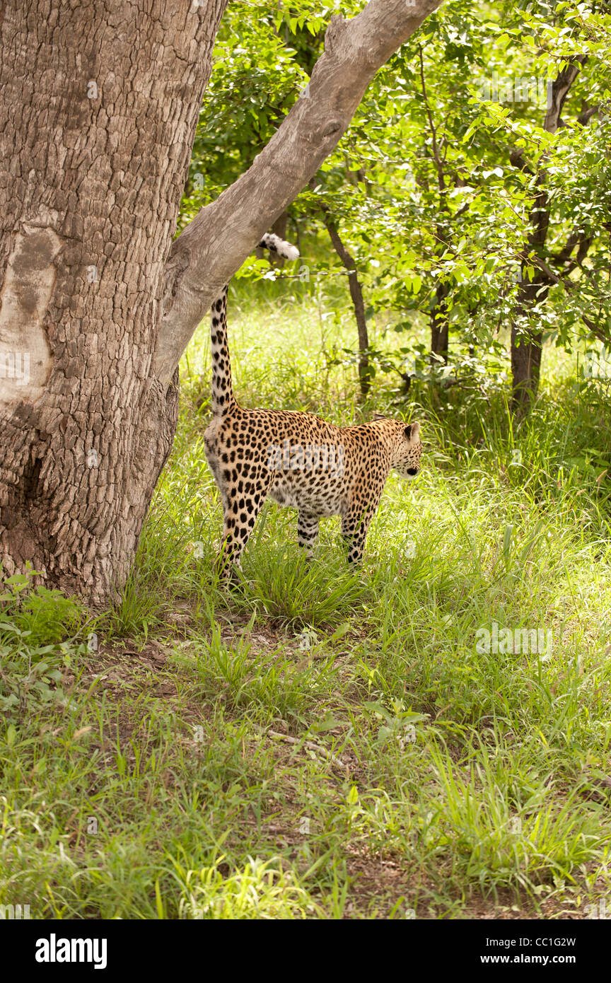 Leopard scent marking a tree Stock Photo - Alamy