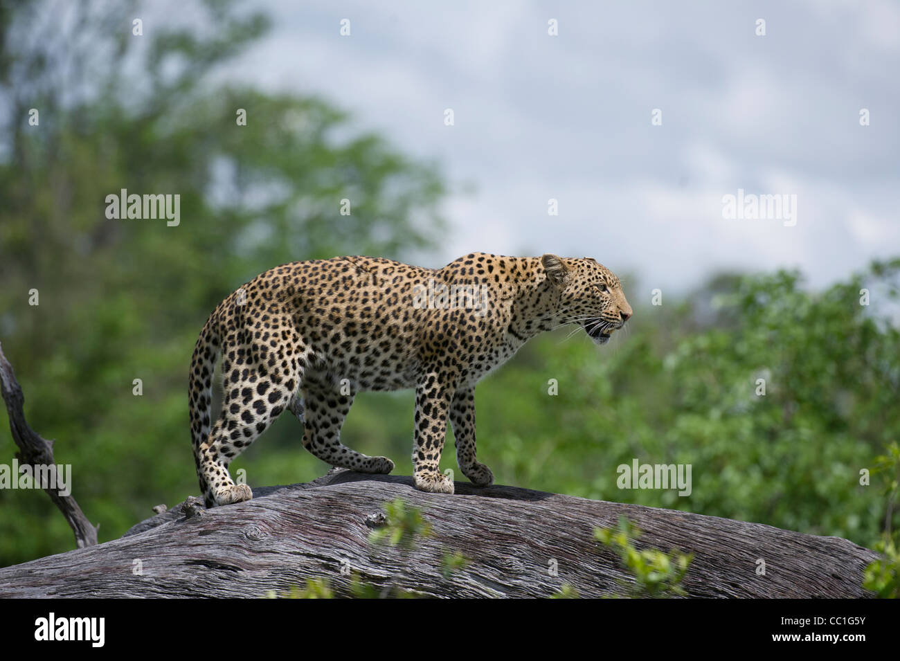 Leopard on a tree trunk Stock Photo - Alamy