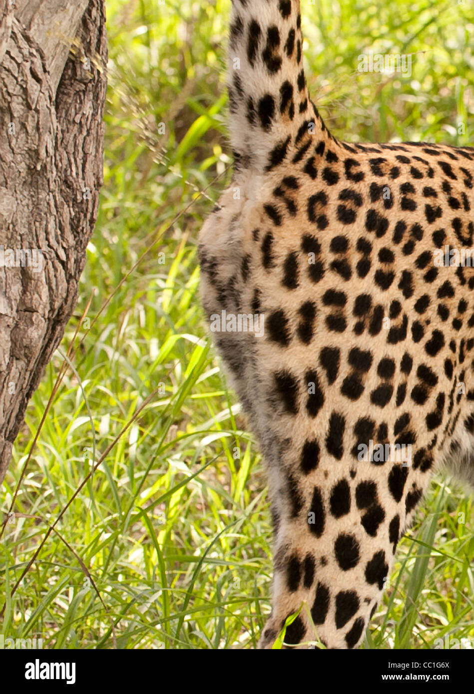 Leopard scent marking a tree Stock Photo - Alamy