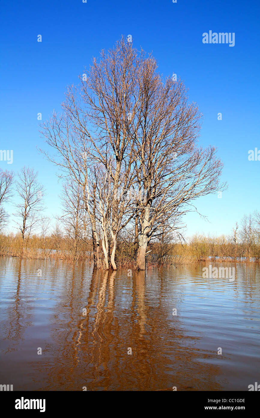 flood in oak wood Stock Photo - Alamy