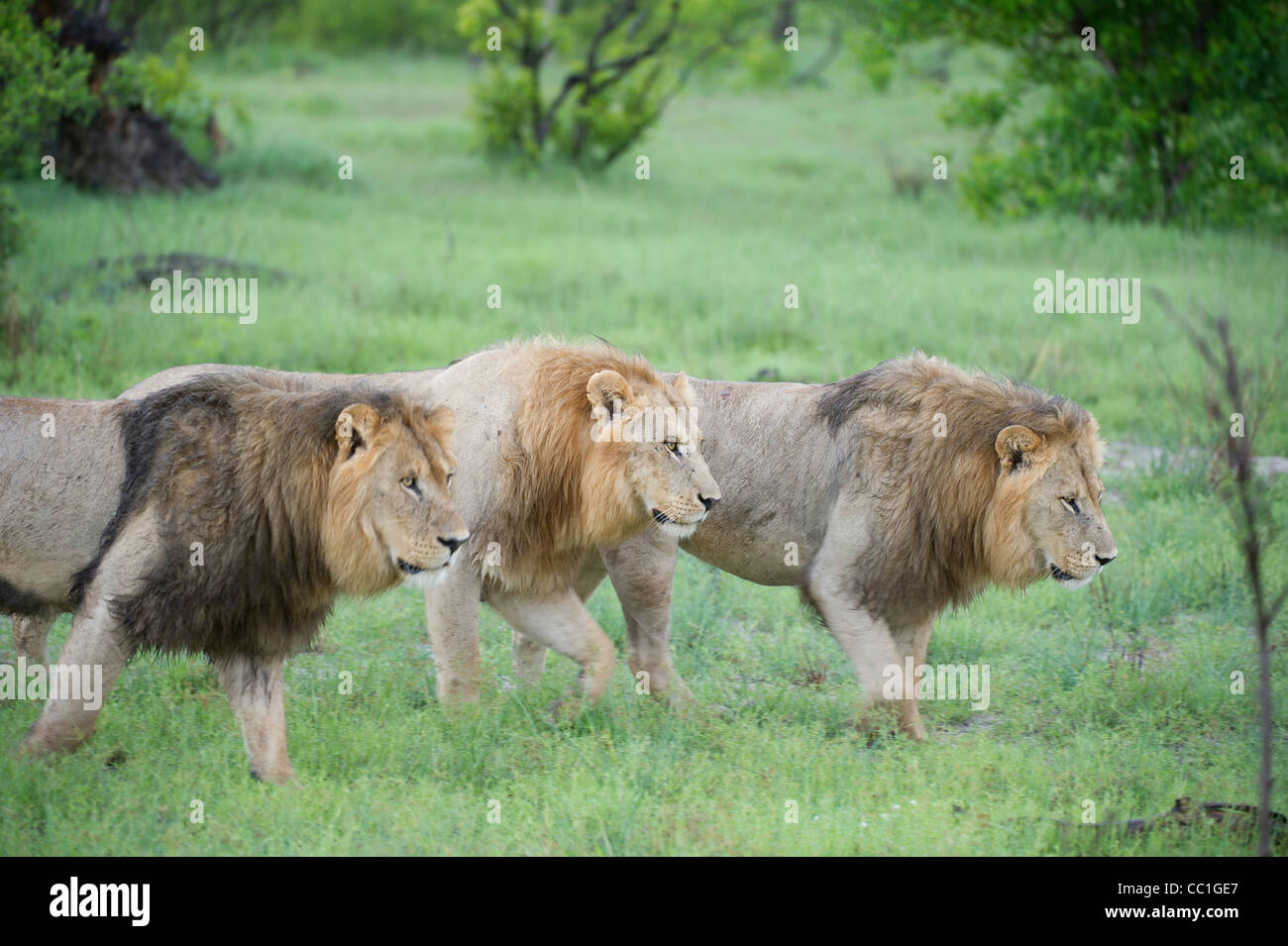 Three lions in a row Stock Photo - Alamy