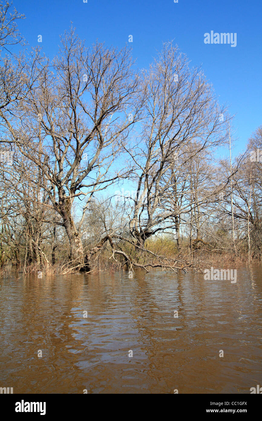 flood in oak wood Stock Photo - Alamy