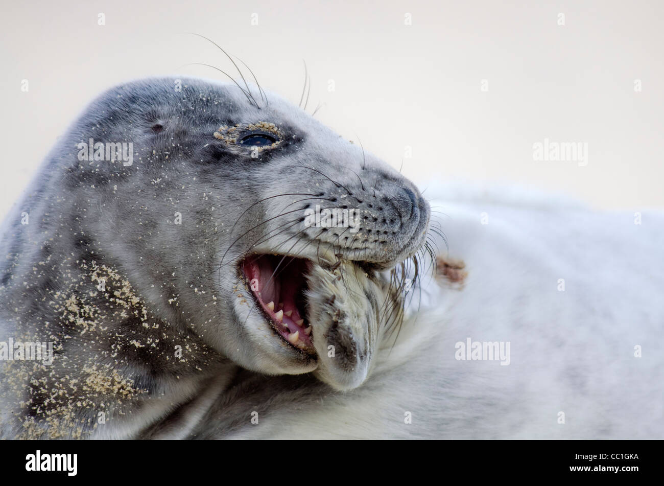 Nibbling Stock Photos & Nibbling Stock Images - Alamy