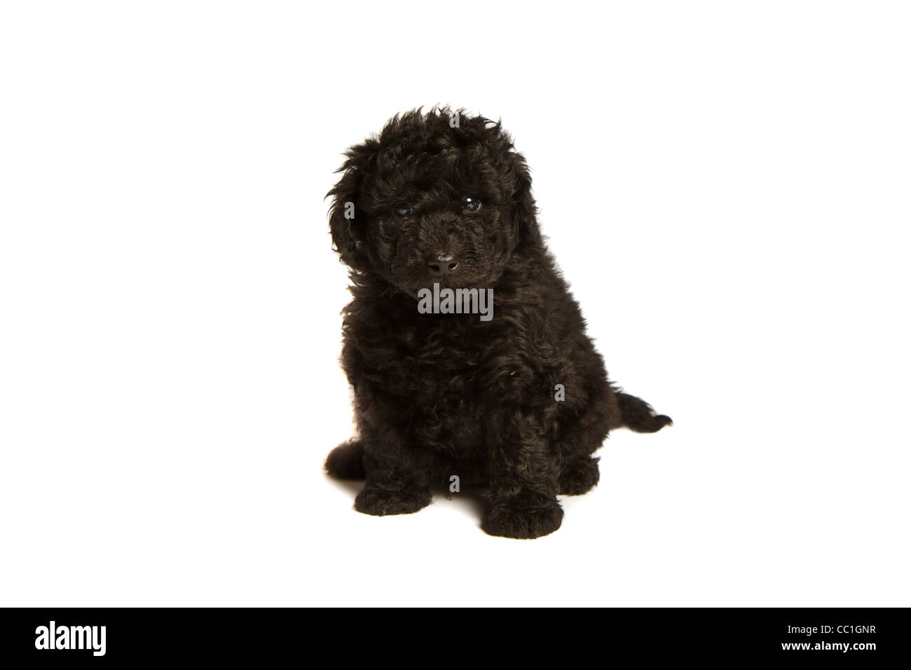 Easy to train Cut Out Stock Images & Pictures - Alamy