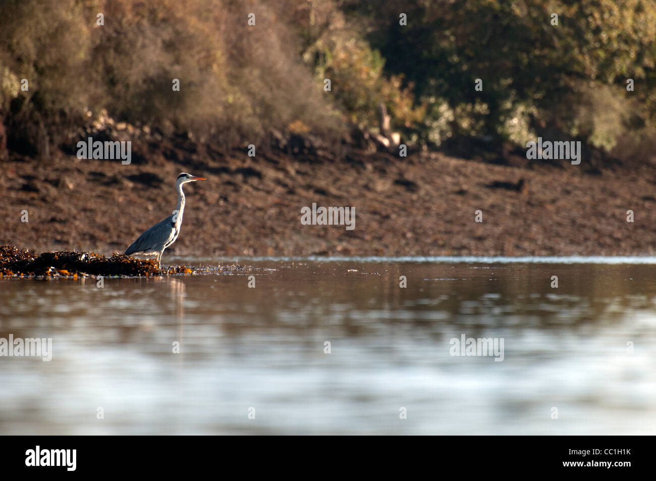 Grey Heron looking out over the water, taken from a kayak Stock Photo ...
