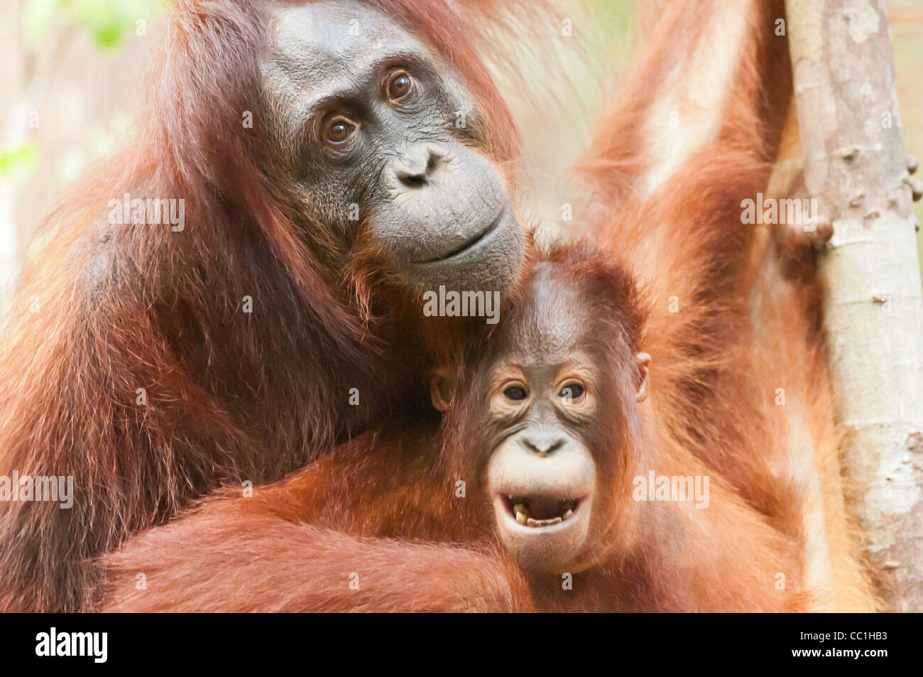 A wild but habituated mother and juvenile orang utan orang-utan ...