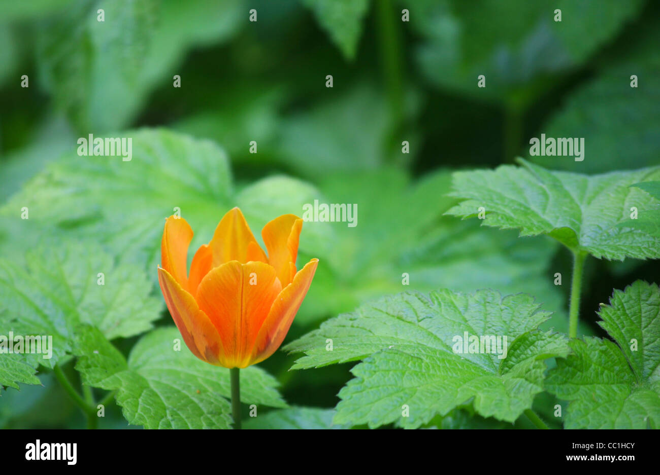 Tulip the first hi-res stock photography and images - Alamy