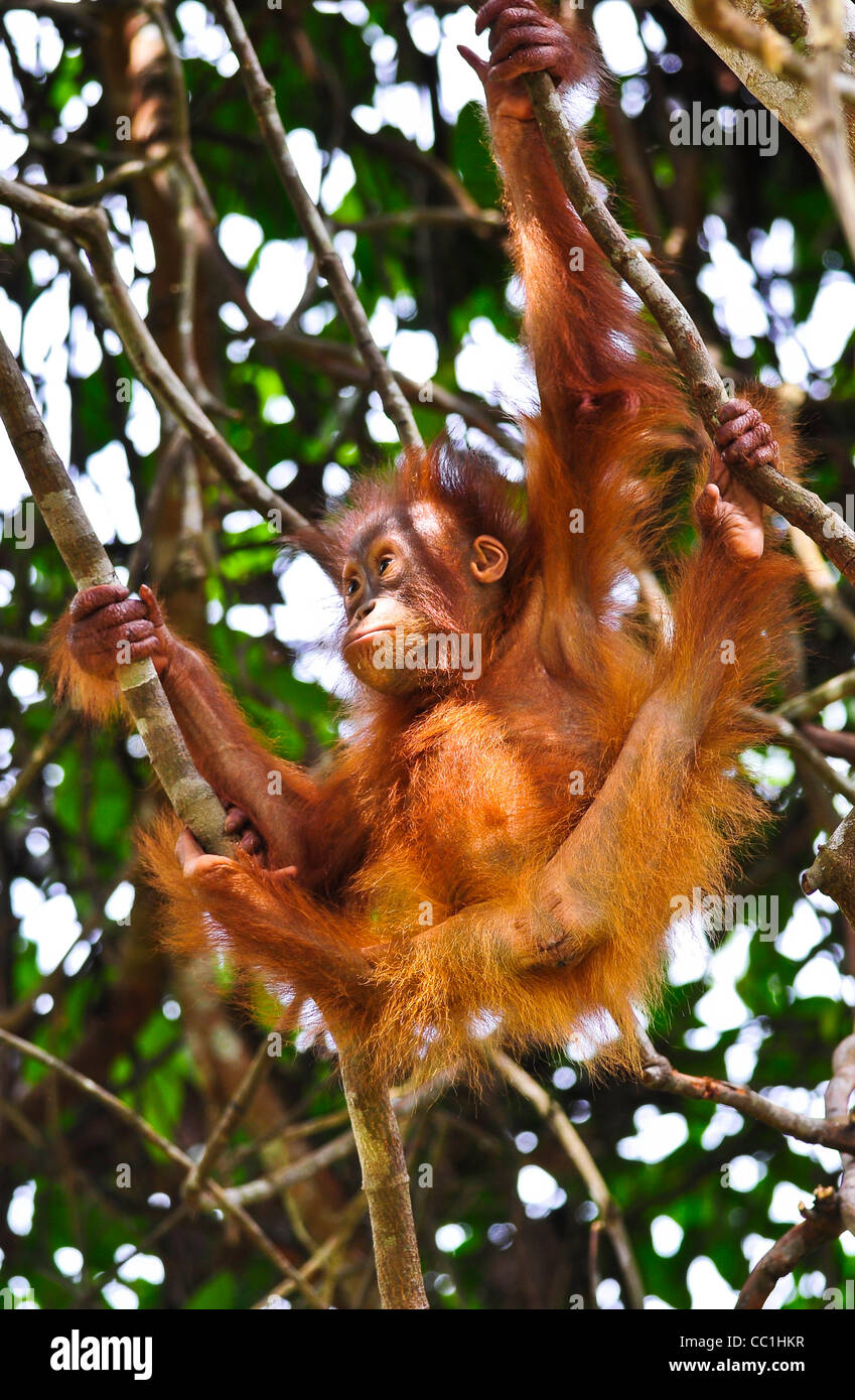 A wild, habituated juvenile orangutan showing strength and flexibility ...