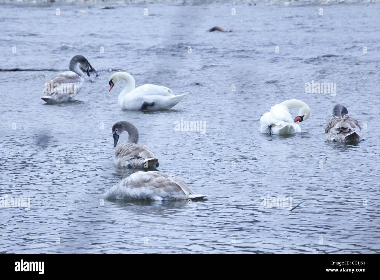 Six swans bath and clean themselves in cold blue waters in the Isar ...