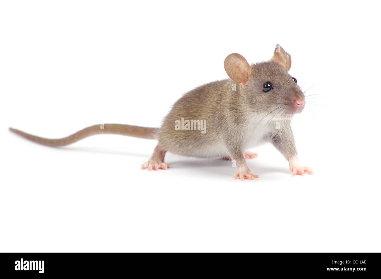 rat isolated on white background Stock Photo - Alamy