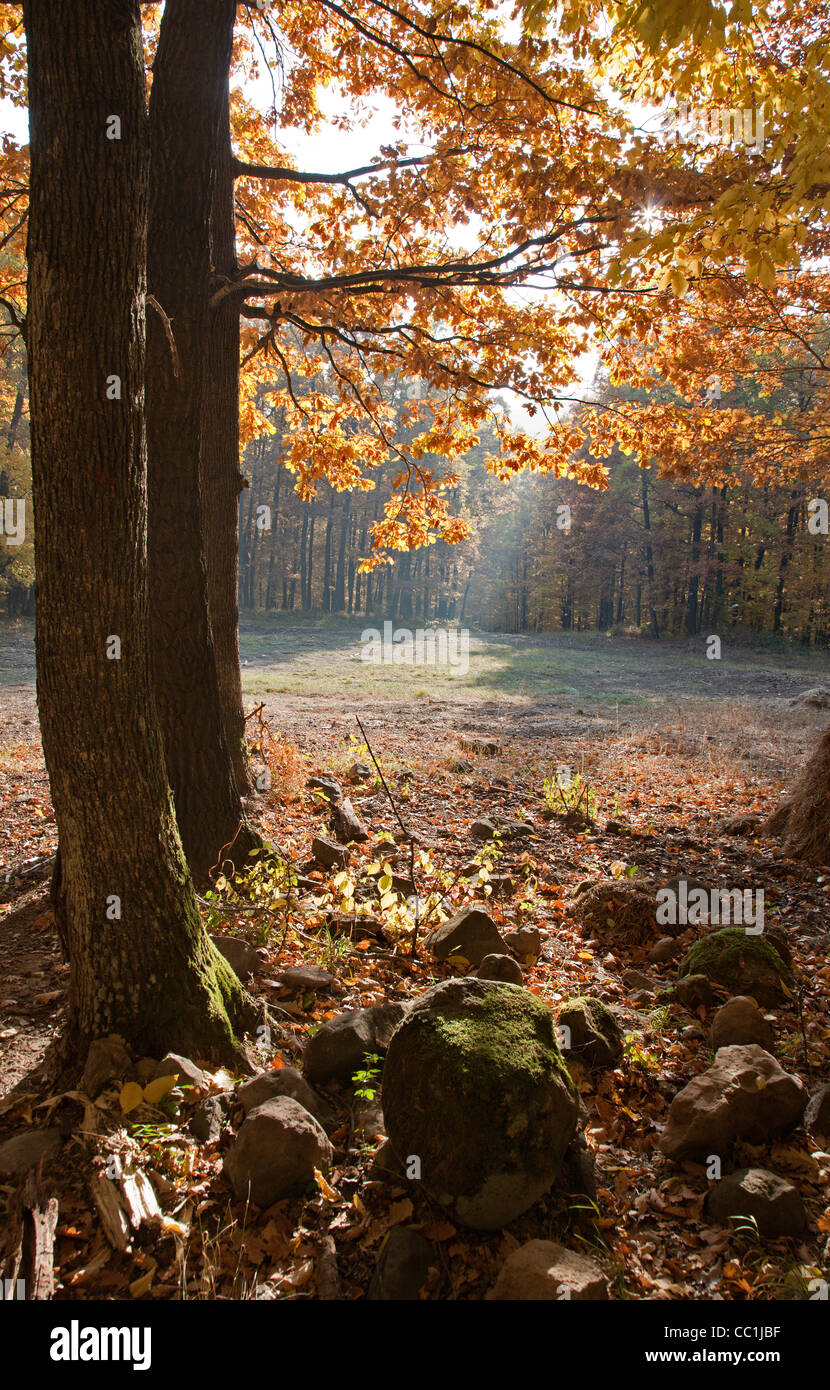 Light tree leafs hi-res stock photography and images - Alamy