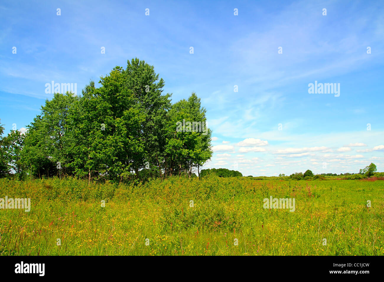 copse on field Stock Photo - Alamy
