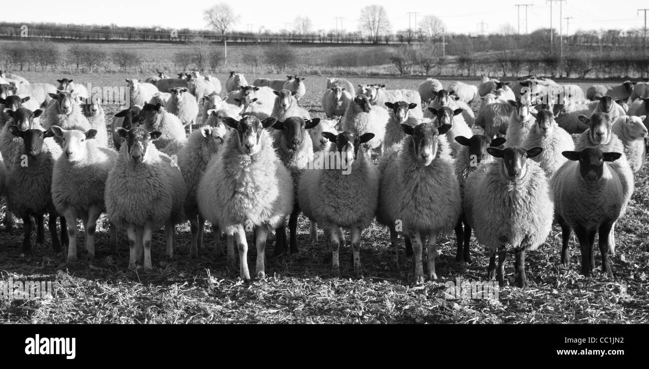Line of staring Sheep Stock Photo - Alamy