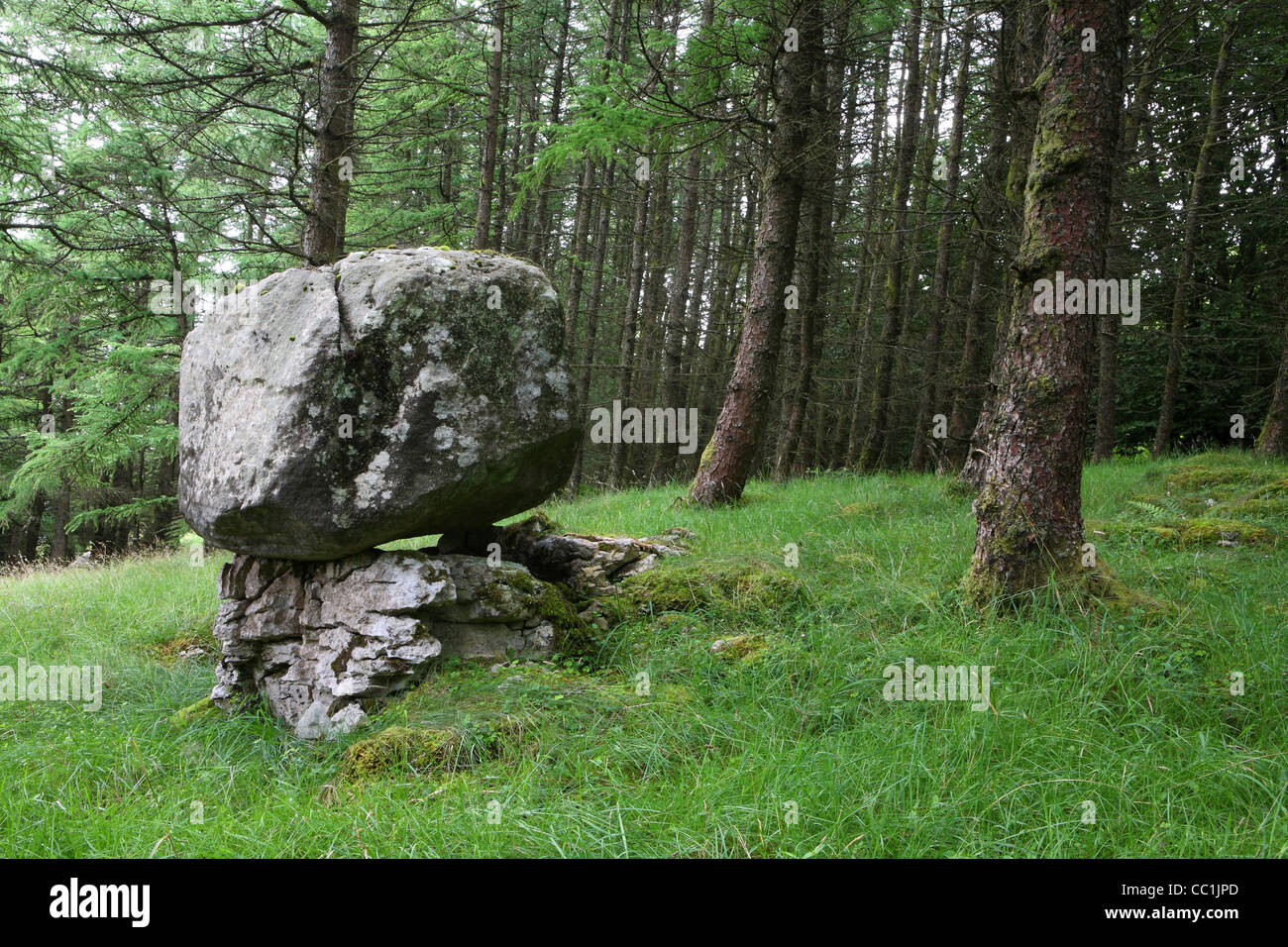 Large rock in burren forest hi-res stock photography and images - Alamy