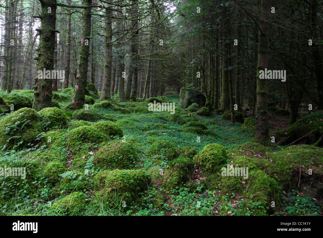 Moss rocks trees hi-res stock photography and images - Alamy