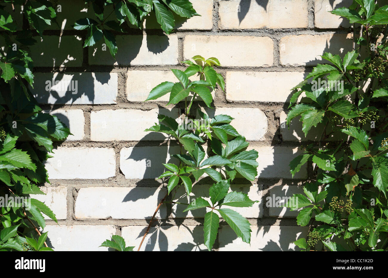 wild grape on brick wall Stock Photo - Alamy