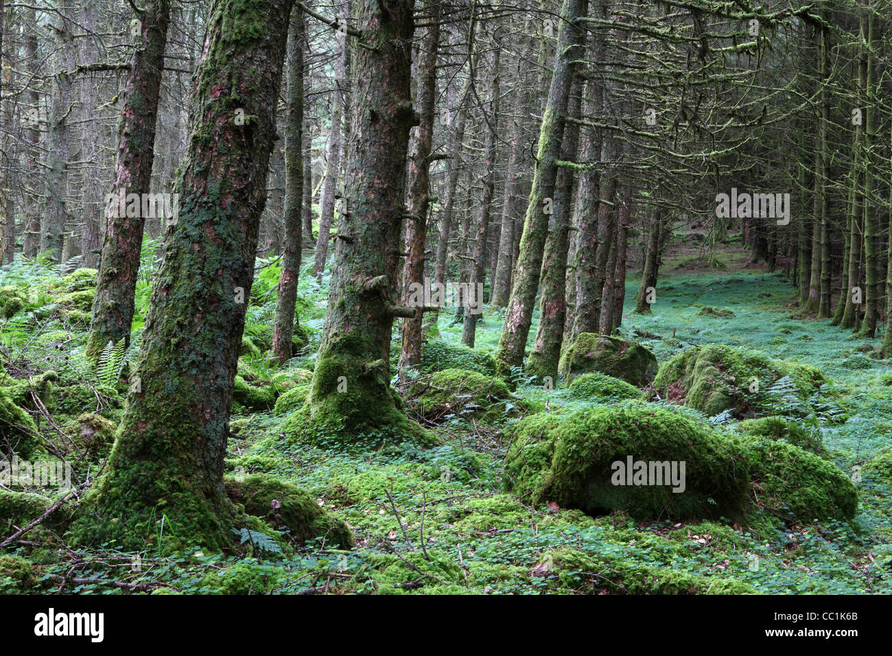 Cavan burren park hi-res stock photography and images - Alamy
