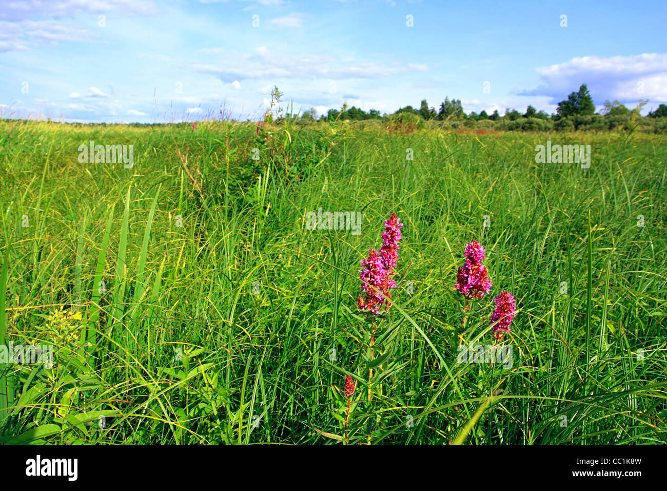herb in field Stock Photo - Alamy