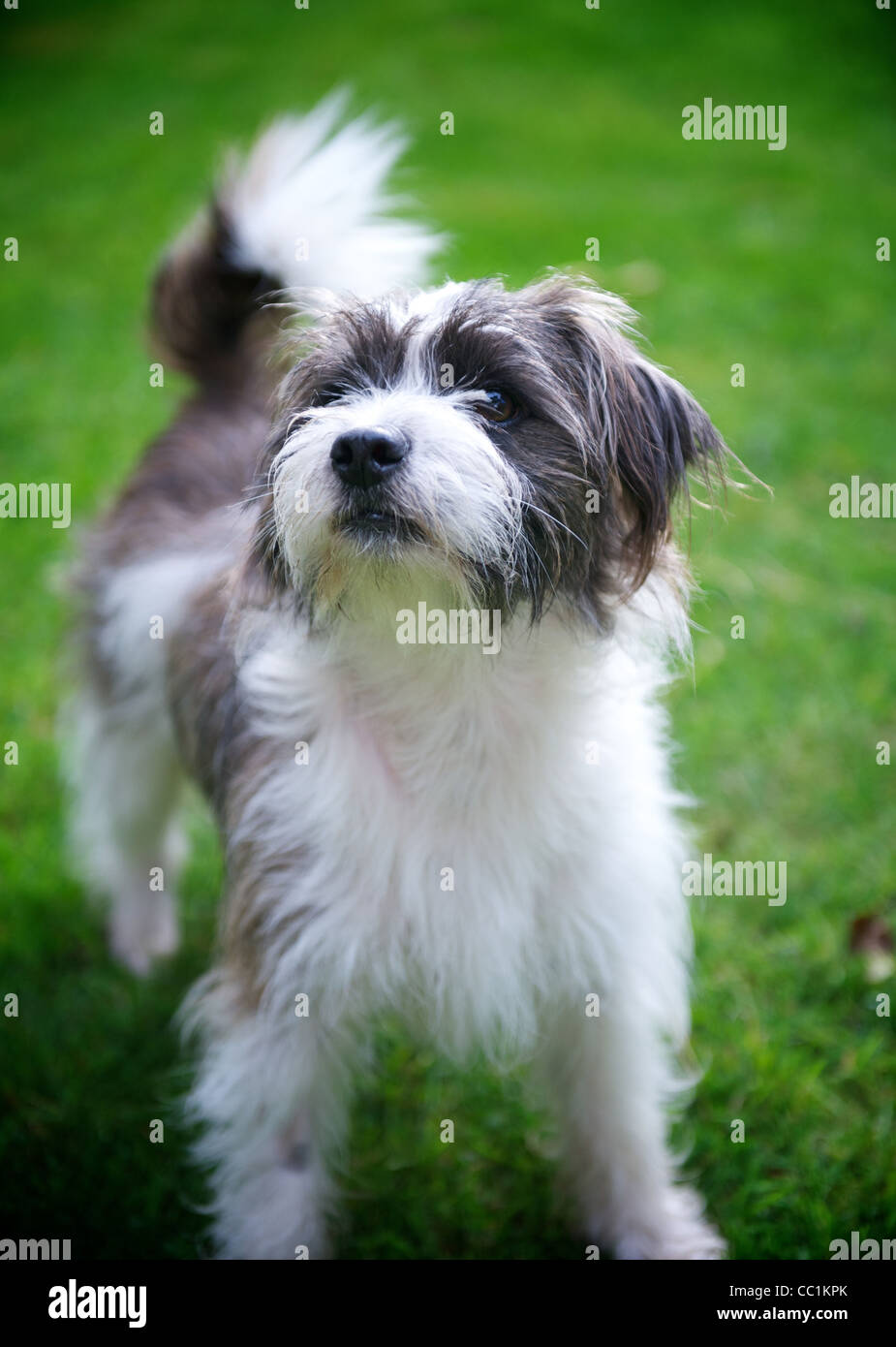 Small dog portrait in garden Stock Photo - Alamy