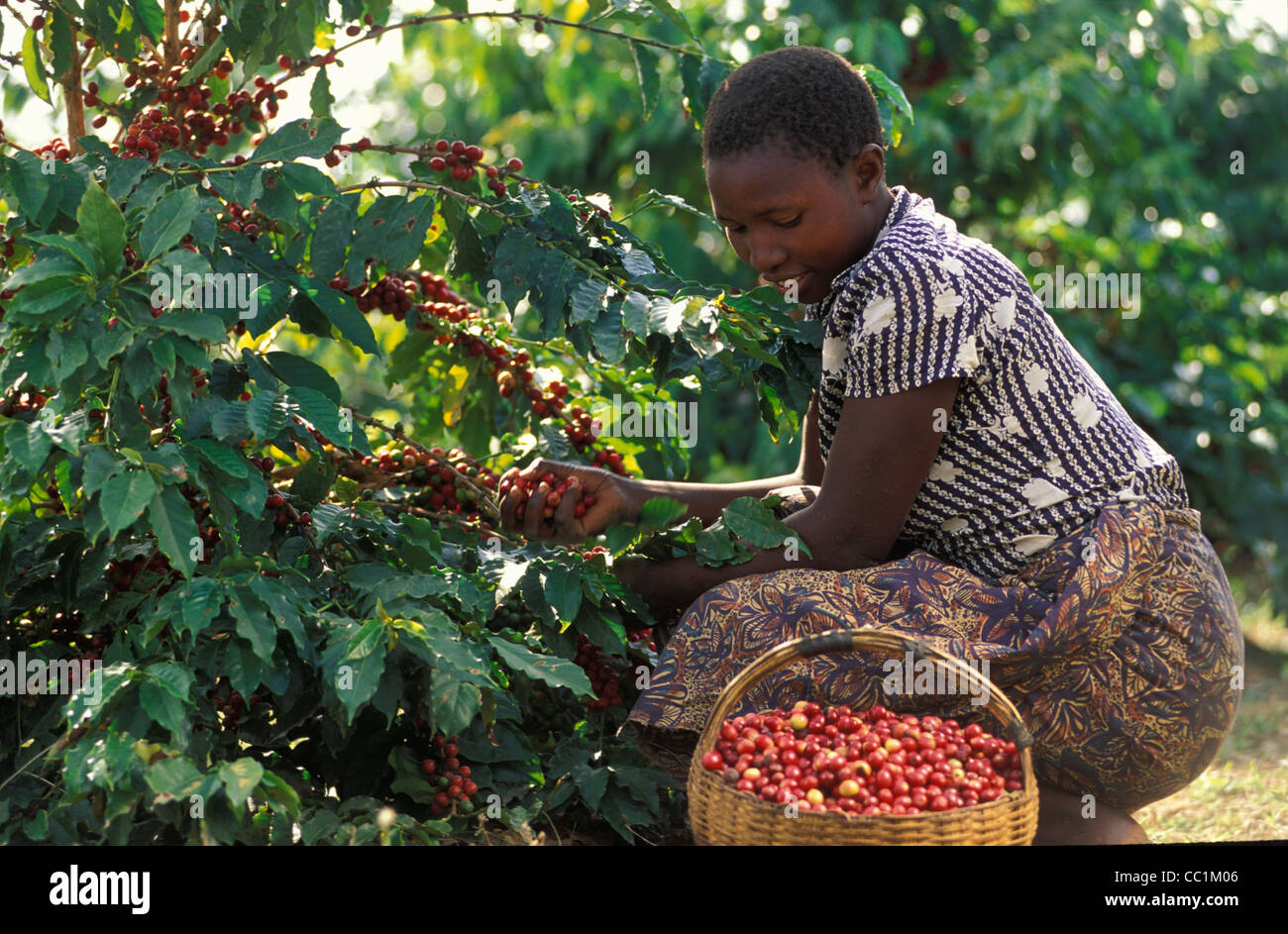 woman picking fruit Stock Photo - Alamy