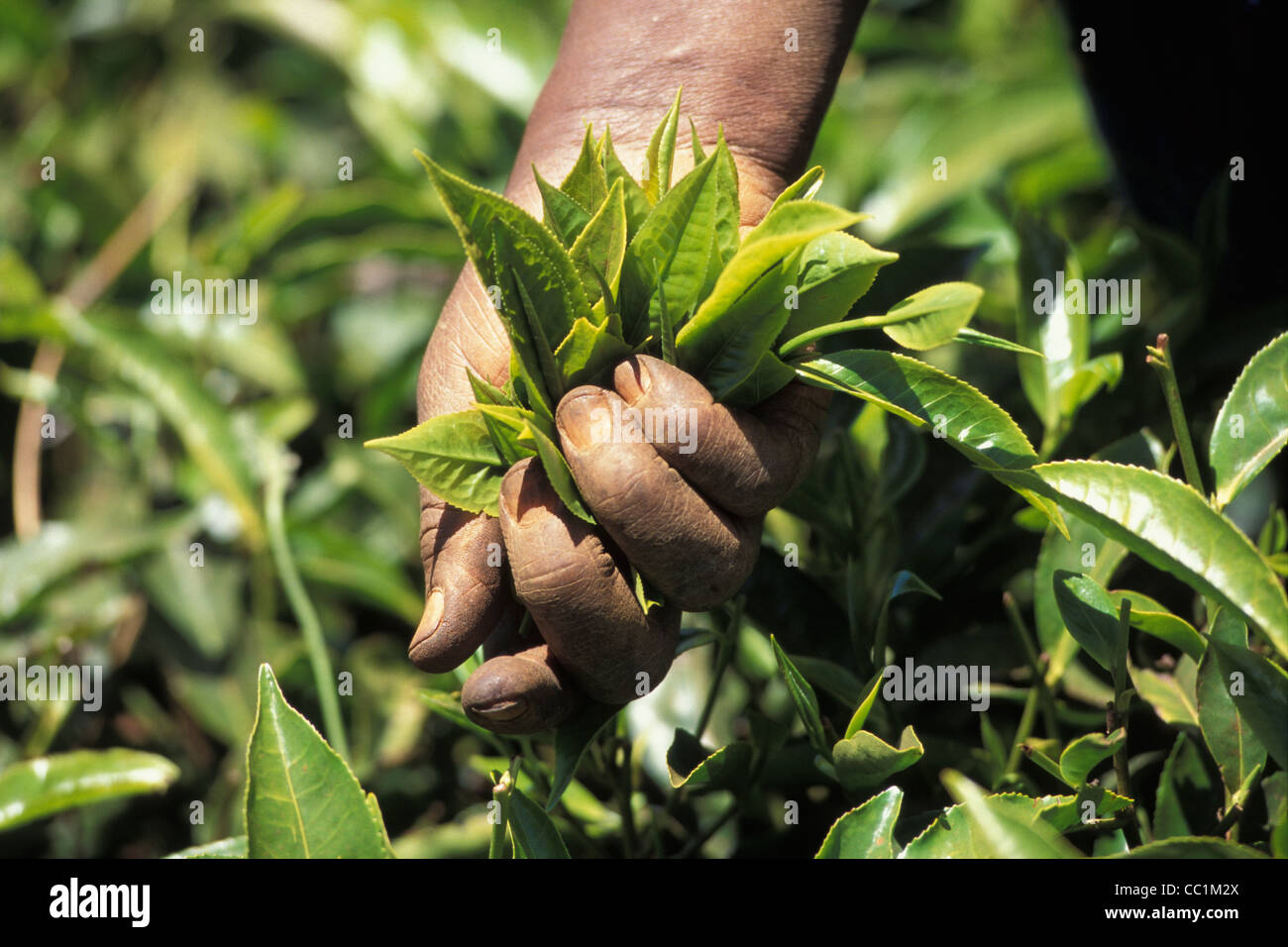 close up picking tea Stock Photo - Alamy