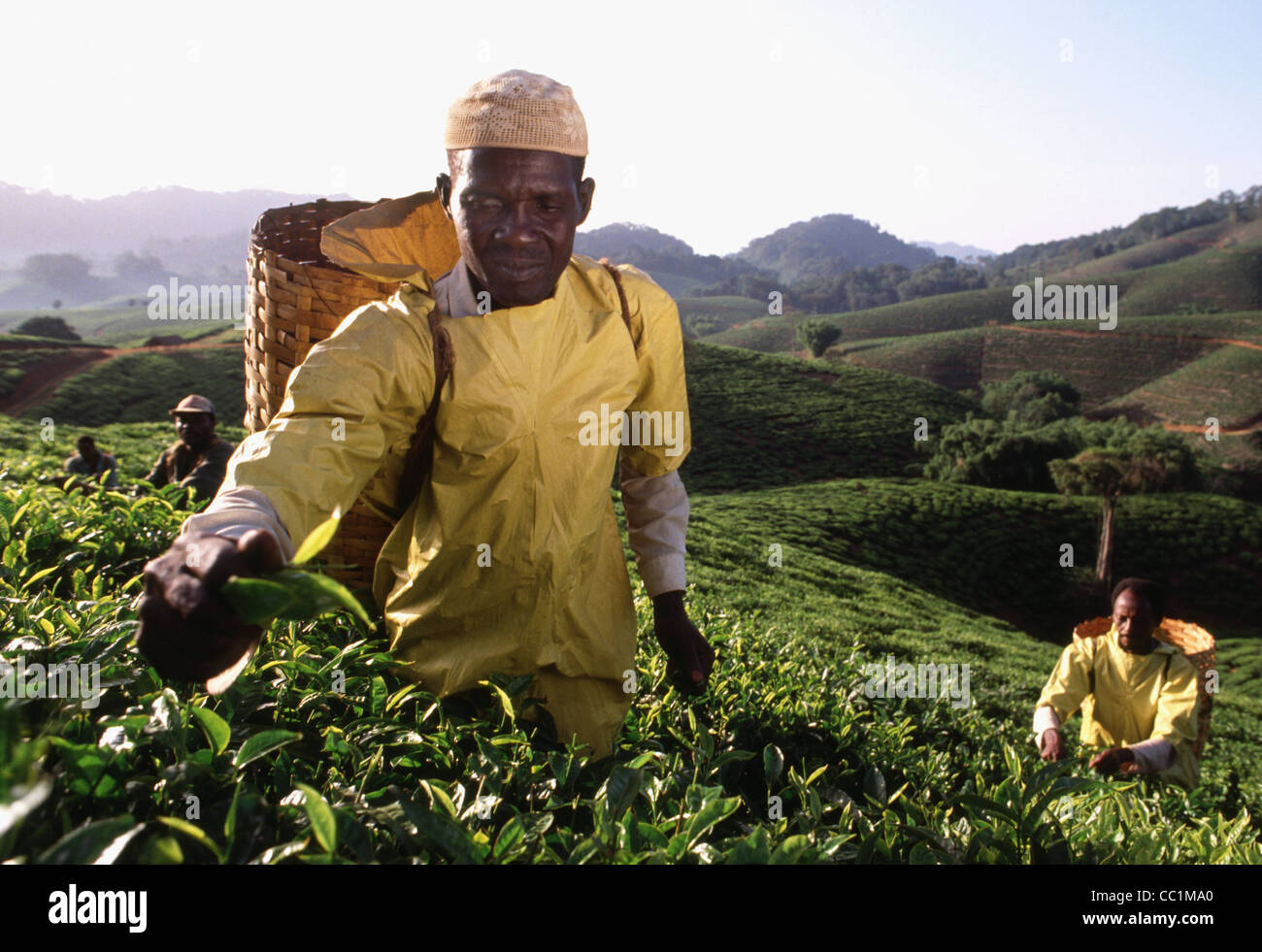 man picking tea Stock Photo - Alamy