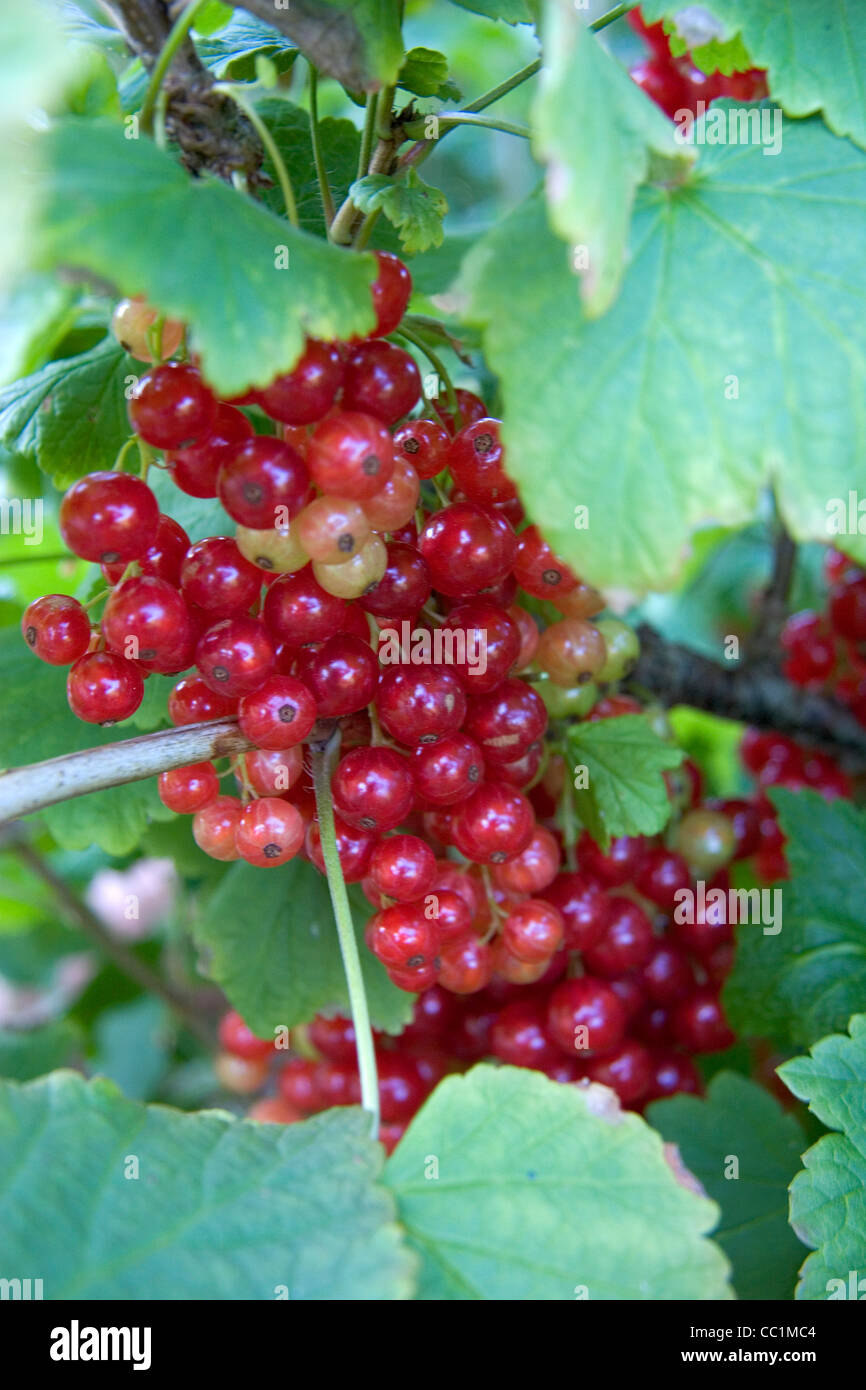 Red currant bush hi-res stock photography and images - Alamy