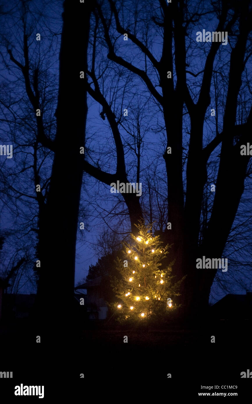 An evening image of a Christmas Tree lit up with Christmas lights set ...