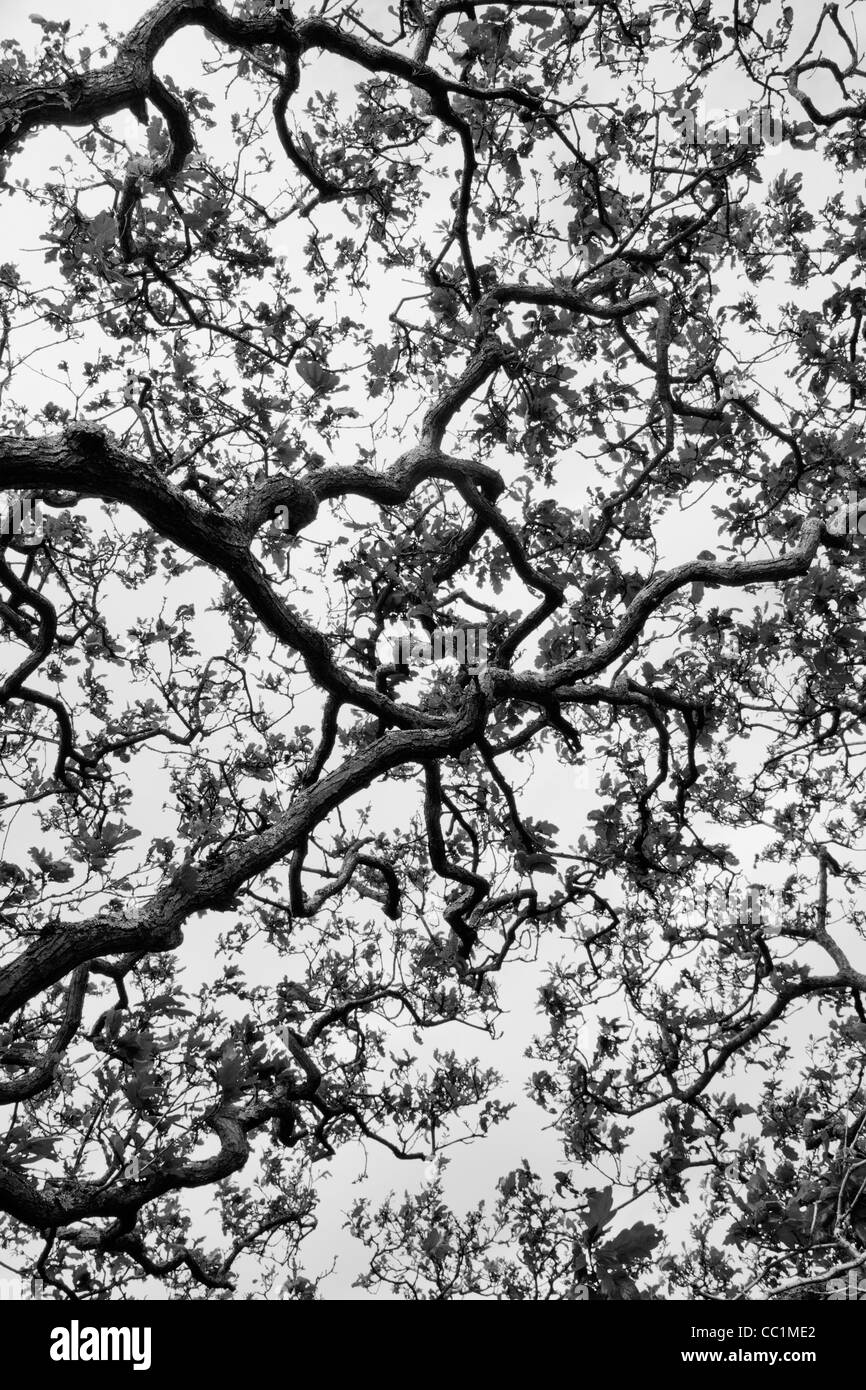 A pattern of tree branches Stock Photo - Alamy