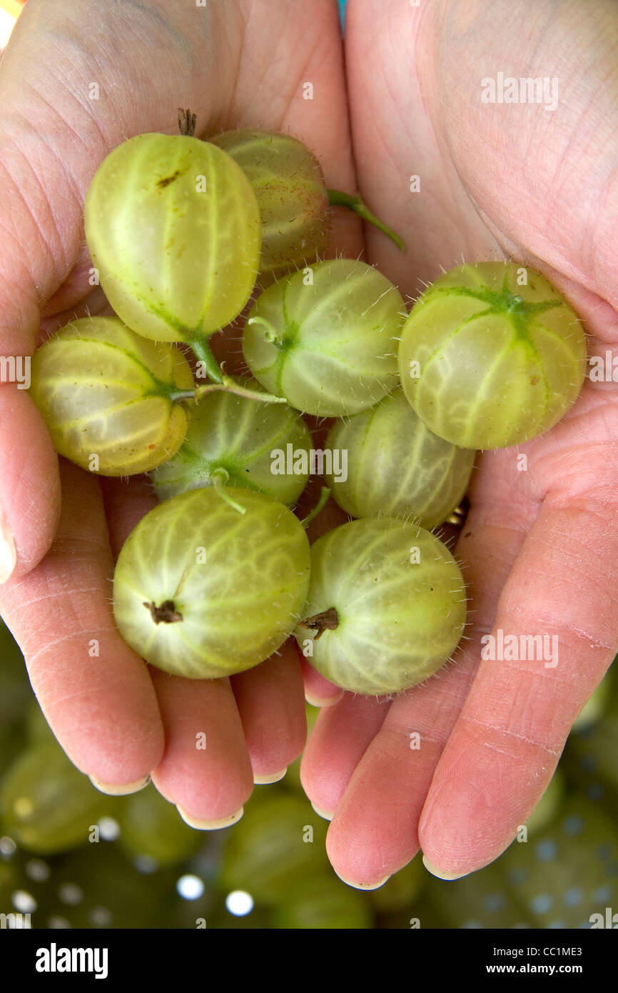 Handful of gooseberries hi-res stock photography and images - Alamy
