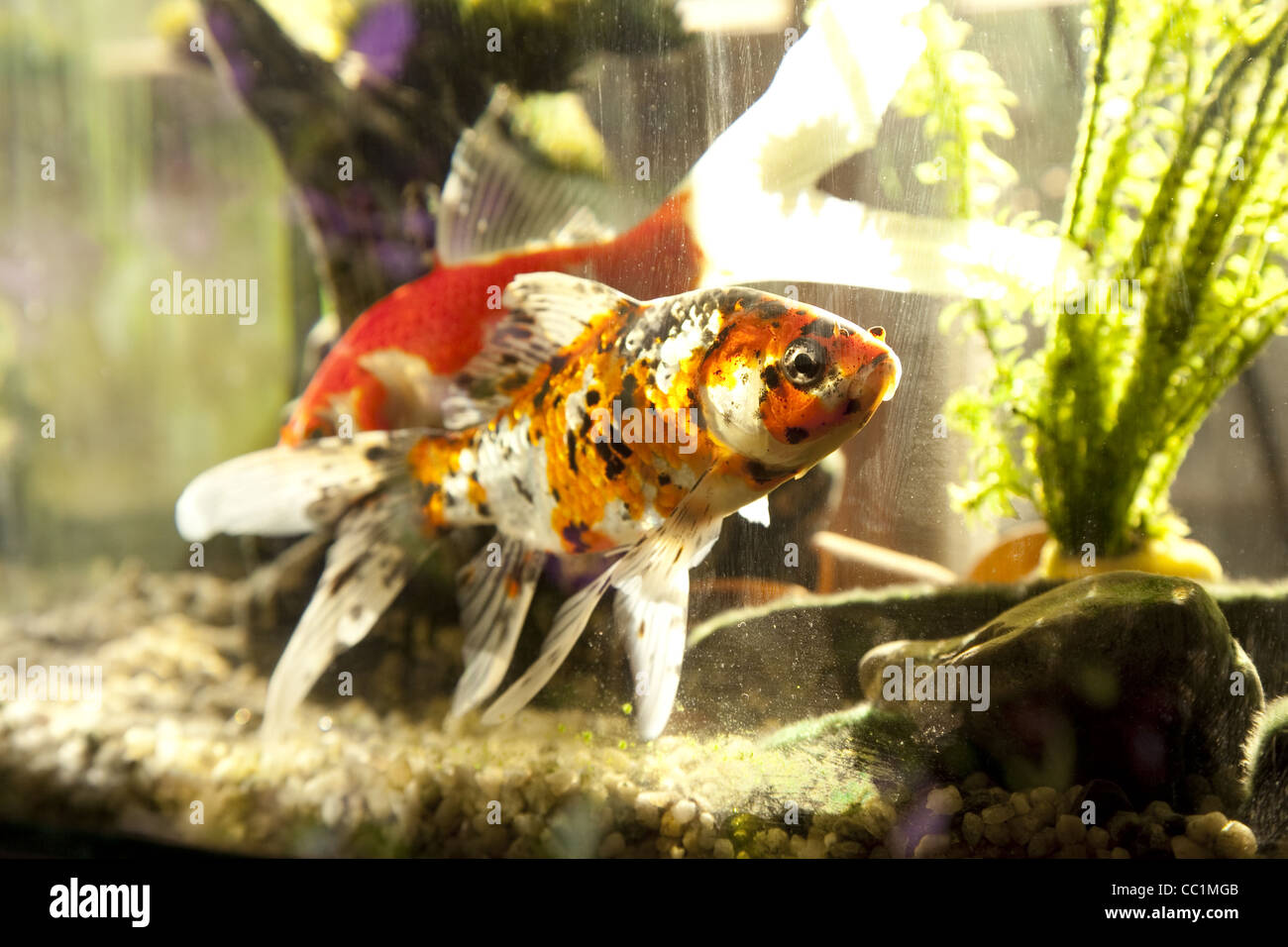 Goldfish tank hi-res stock photography and images - Alamy