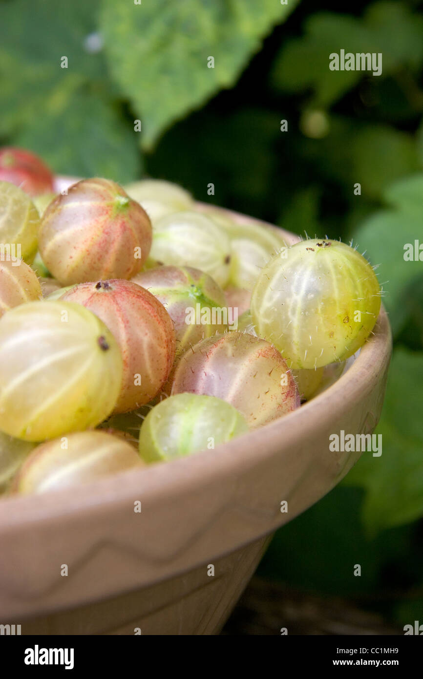 A bowl of ripe Gooseberries Stock Photo - Alamy
