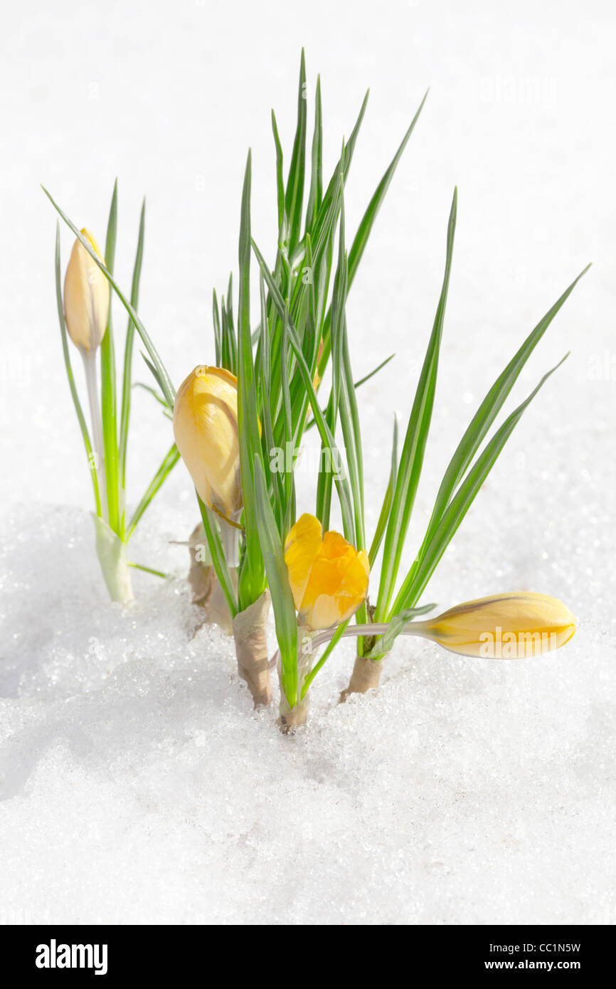 Elegant white crocus flowers hi-res stock photography and images - Alamy