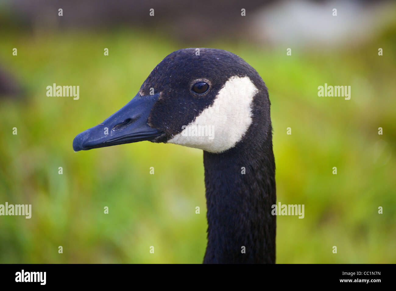 Canada Goose close up portrait Stock Photo - Alamy