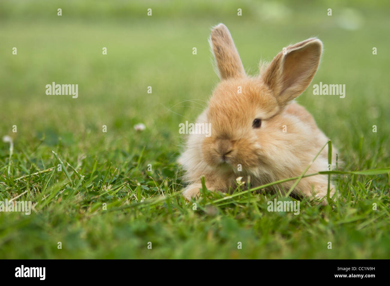Baby gold rabbit in grass Stock Photo - Alamy