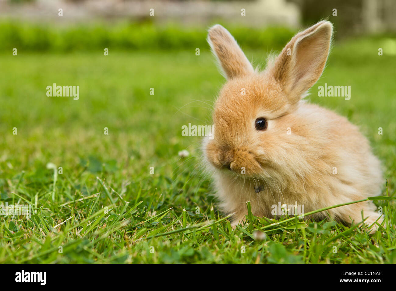 Gold Rabbit High Resolution Stock Photography and Images - Alamy