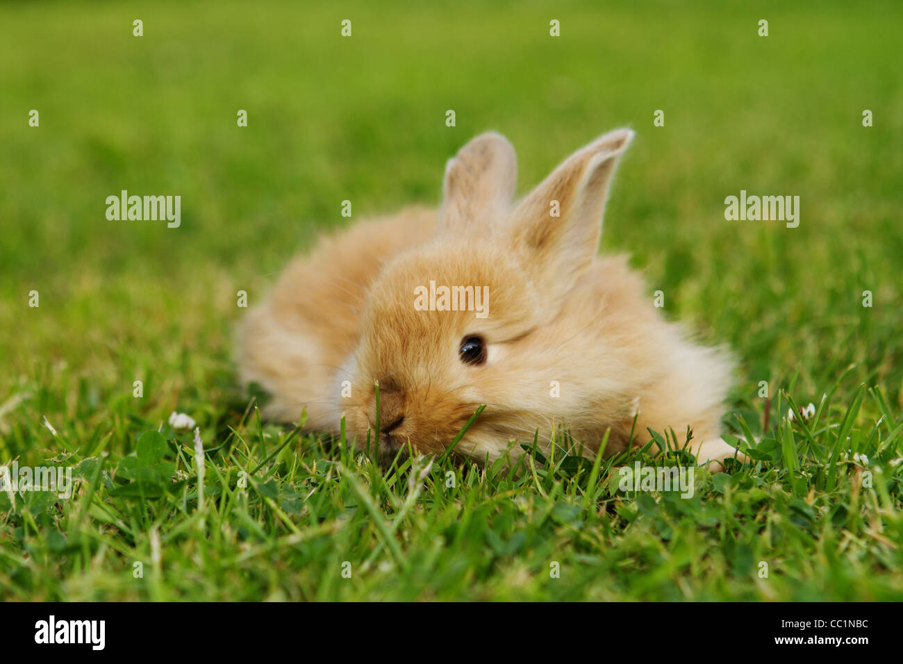 Baby gold rabbit in grass Stock Photo - Alamy