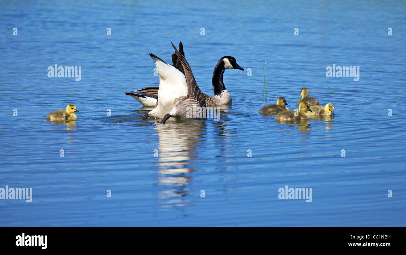 Geese teaching goslings Stock Photo - Alamy
