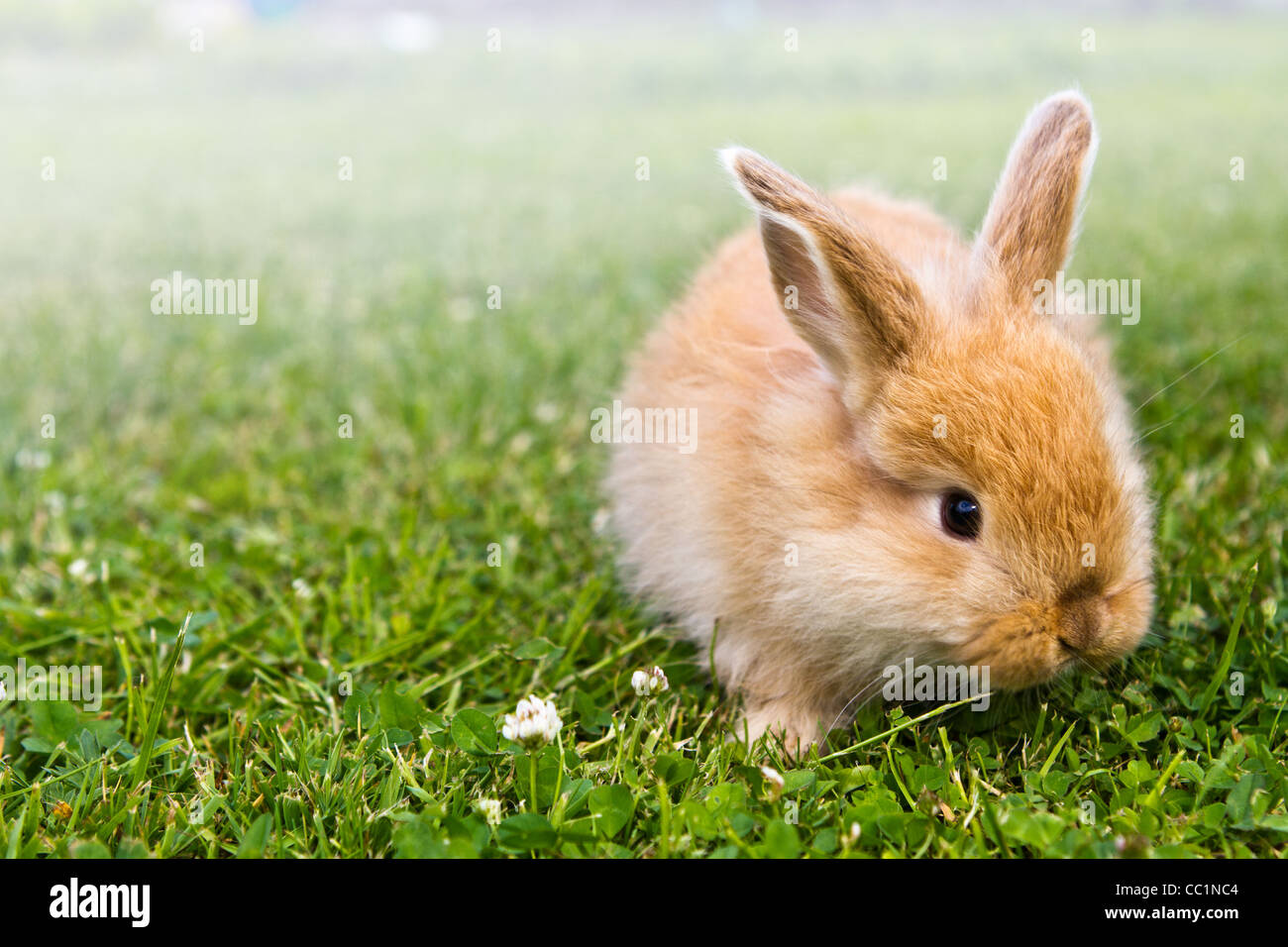 Baby gold rabbit in grass Stock Photo - Alamy