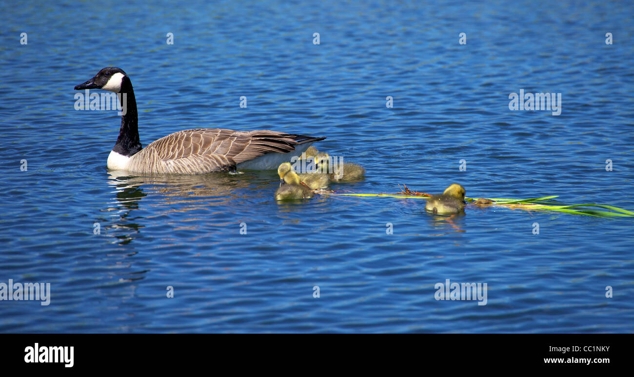 Geese teaching goslings Stock Photo - Alamy