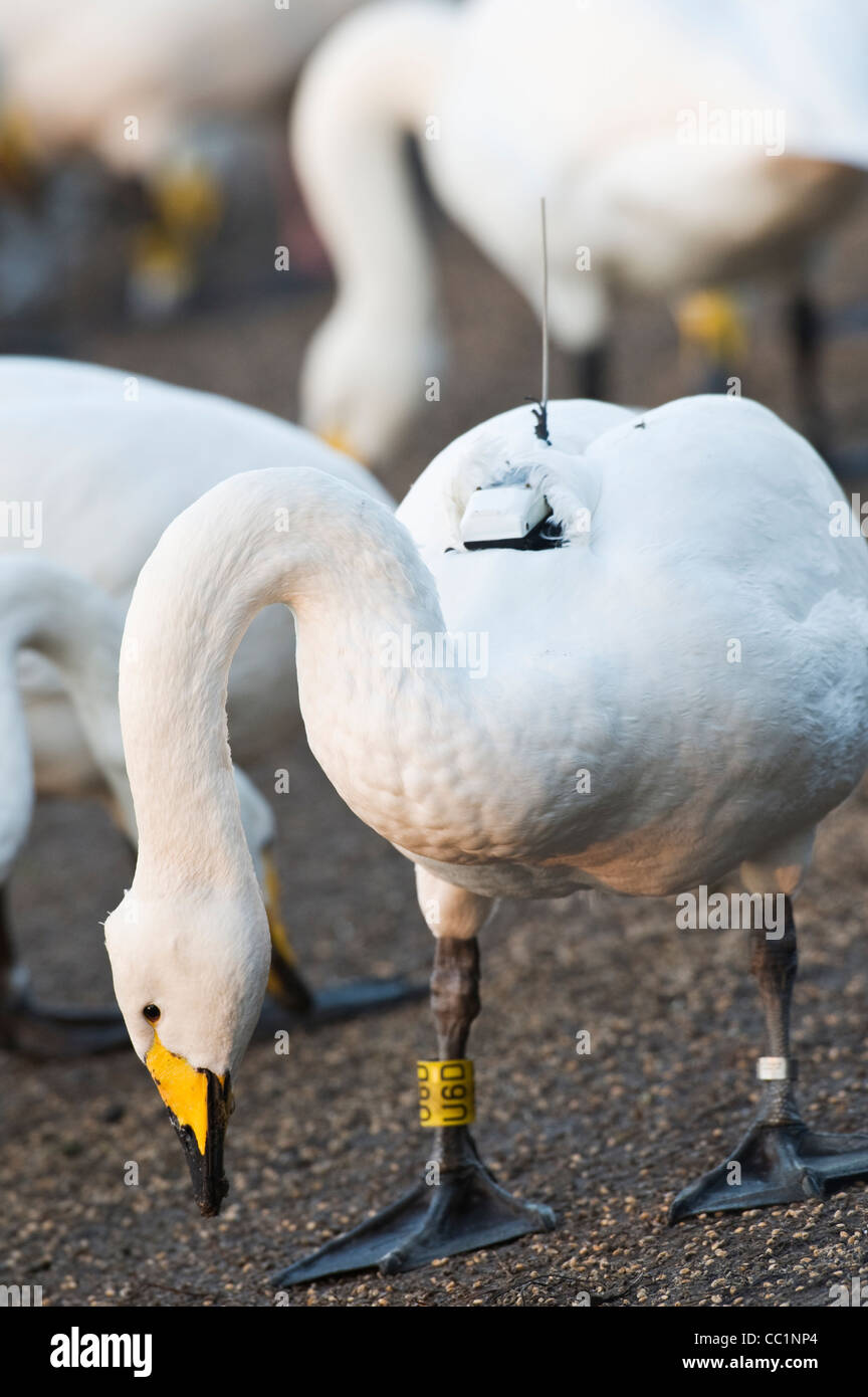 Whooper swan (Cygnus cygnus) with satellite tag to track its migration ...