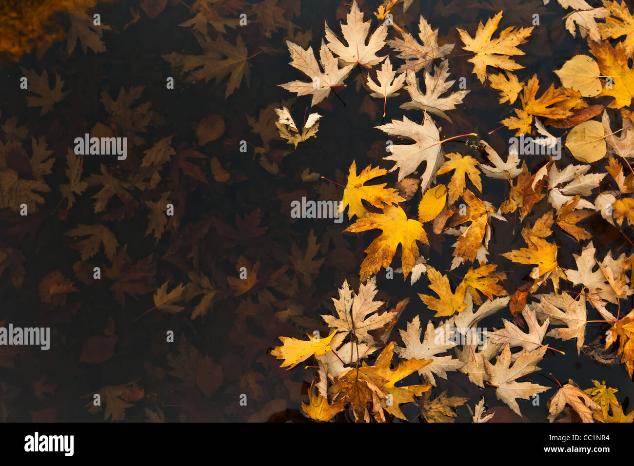 Gold leaves pattern hi-res stock photography and images - Alamy