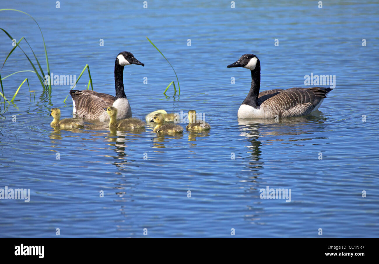 Canada geese eating pond grasses hi-res stock photography and images ...