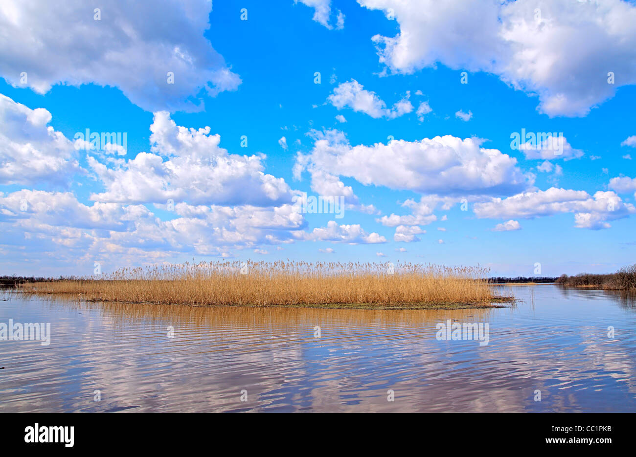 reed on lake Stock Photo - Alamy