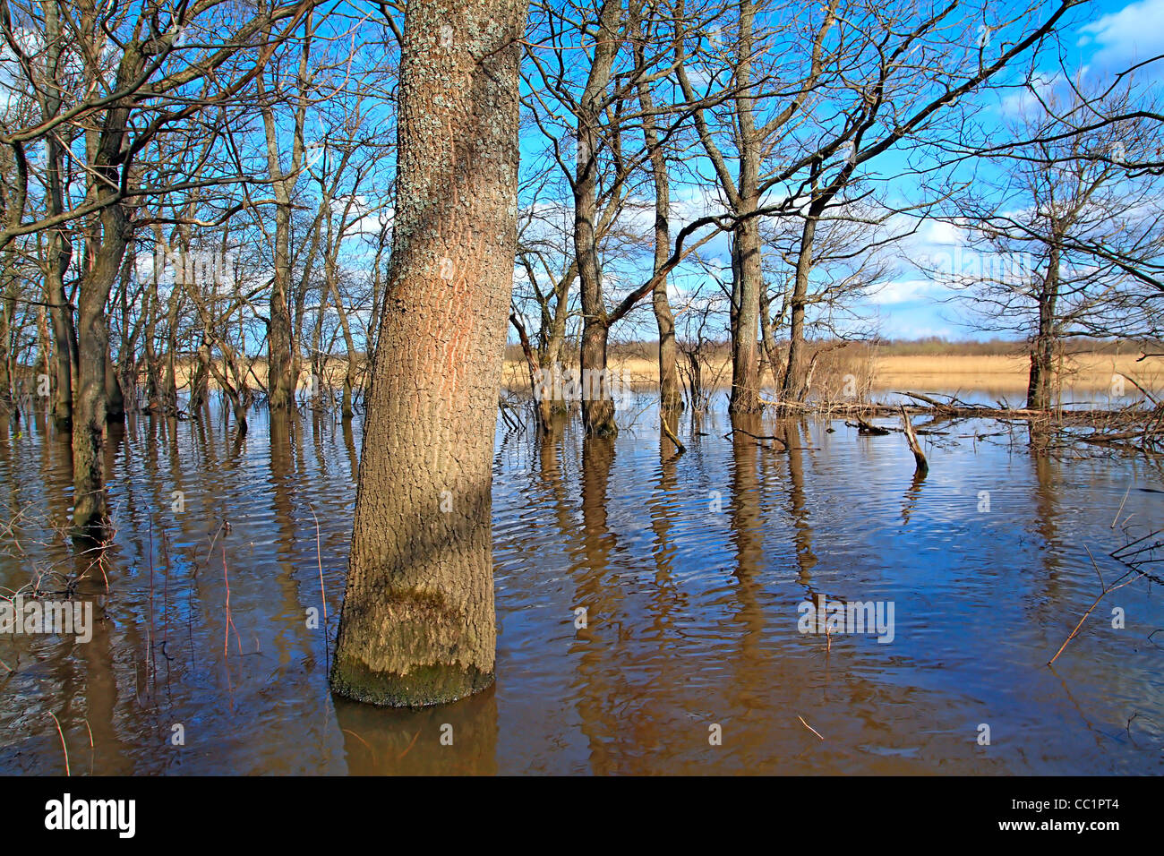 flood in oak wood Stock Photo - Alamy